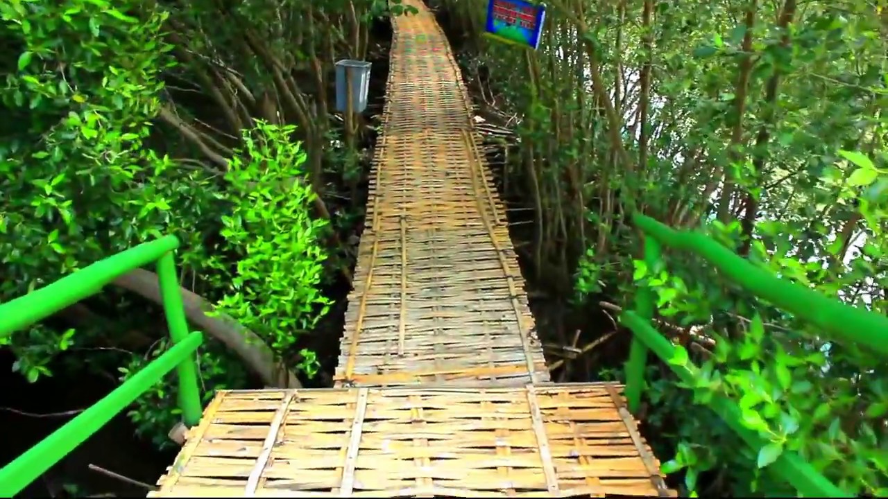 Hutan Mangrove KarangSong Indramayu ada ikan Amphibi Vlog#18 - YouTube