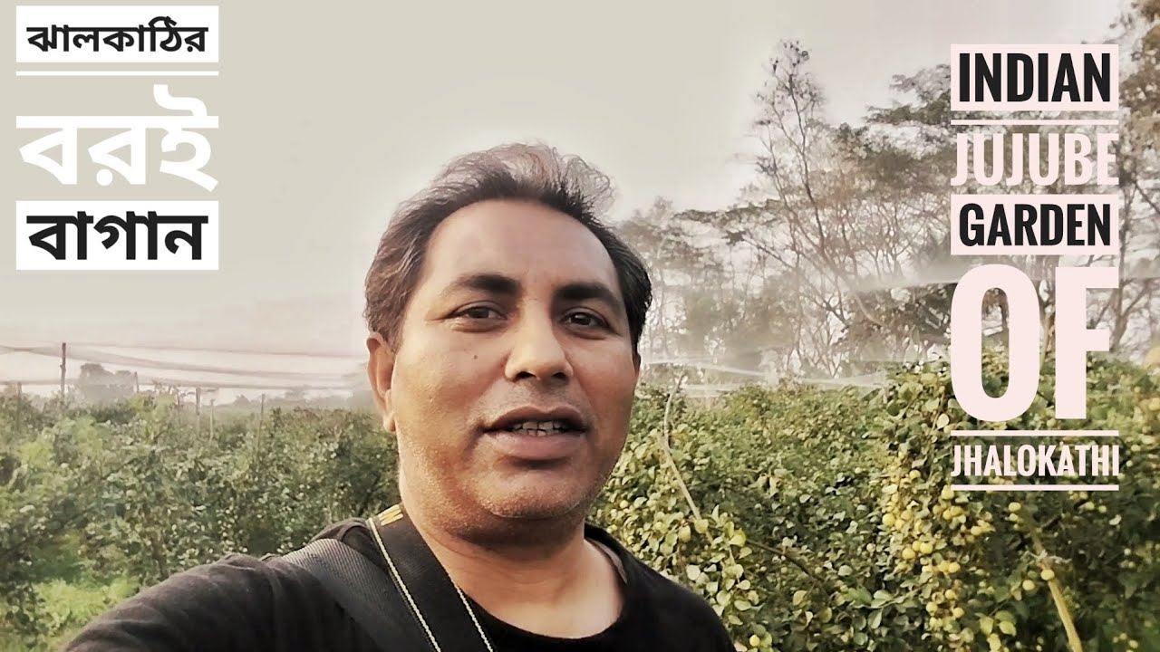 ঝালকাঠির বরই বাগান || Indian Jujube Garden of Jhalokathi Bangladesh ...