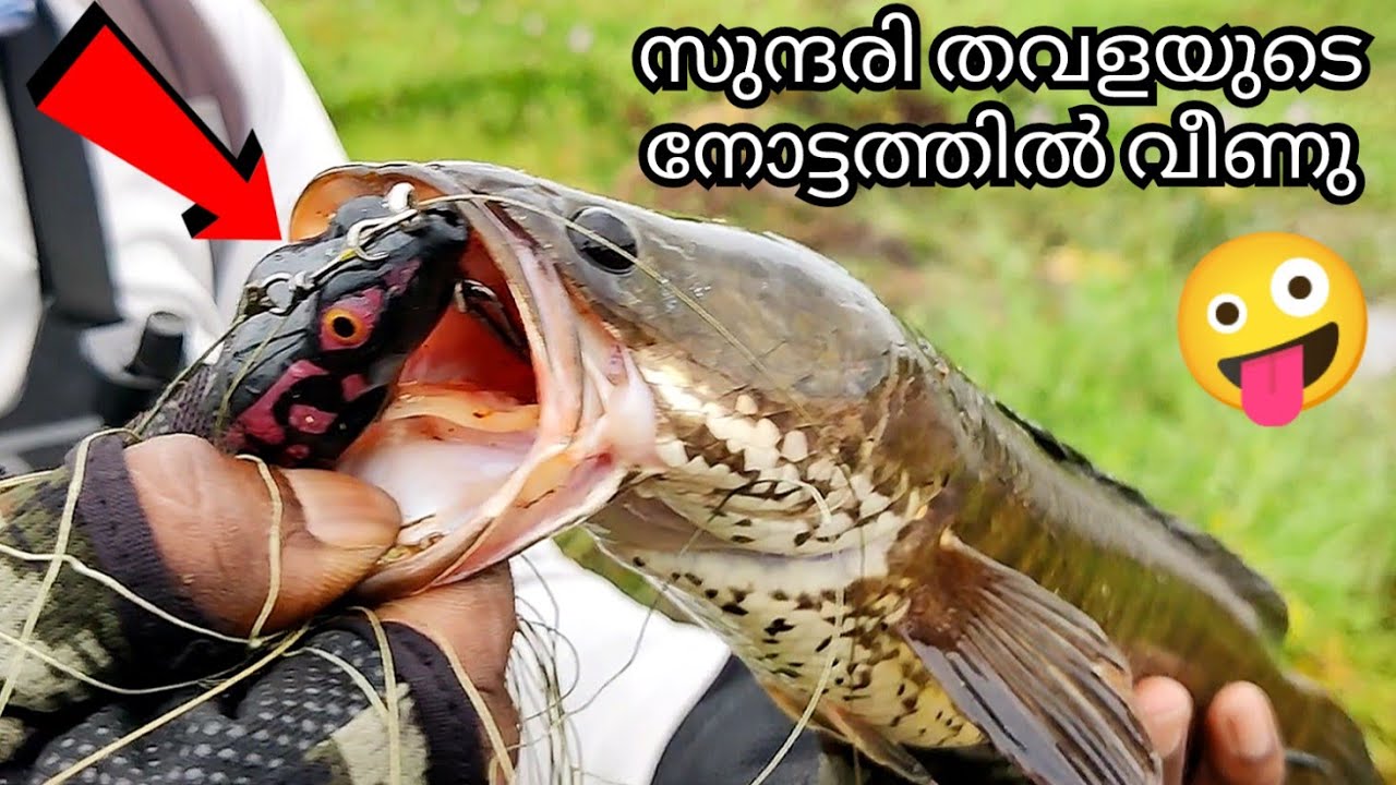 ഇത്രയും കഷ്ടകാലം പിടിച്ച ഒരു വരാല്.!🤪 Varal Fishing Kerala | Snakehead ...