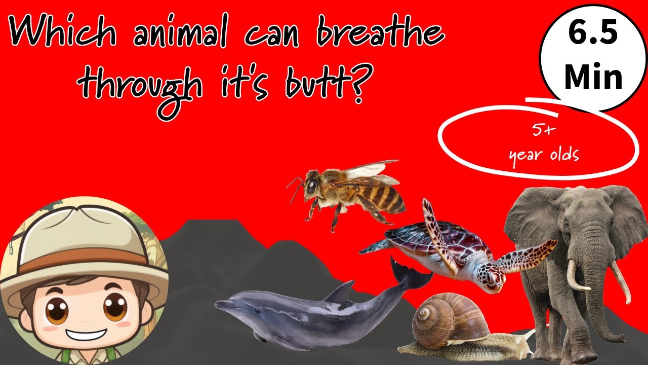 How do different animals breathe? Respiratory system facts for kids ...