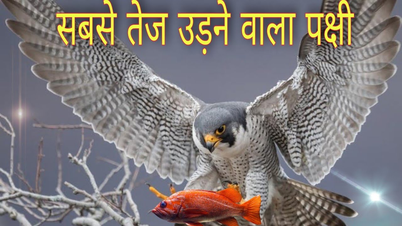 Sabse Tej Udne Wala Pakshi / World fastest flying Birds / Sabse Anokha ...