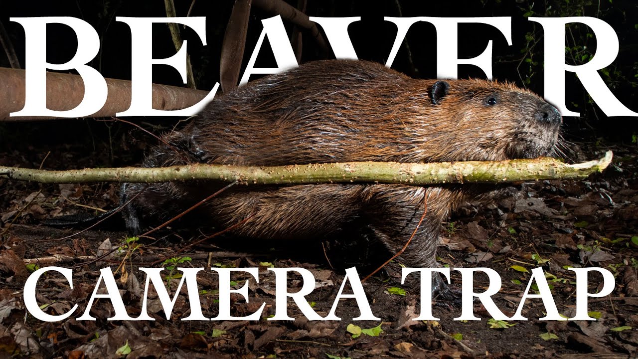 DSLR Camera Trap | Finally Got a Beaver! - YouTube