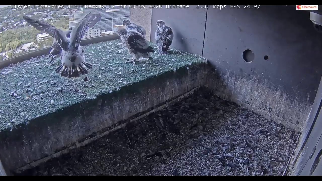 ~ Wilmington Delaware Peregrine Falcon - Sokoły Wędrowne - KARMIENIE ...