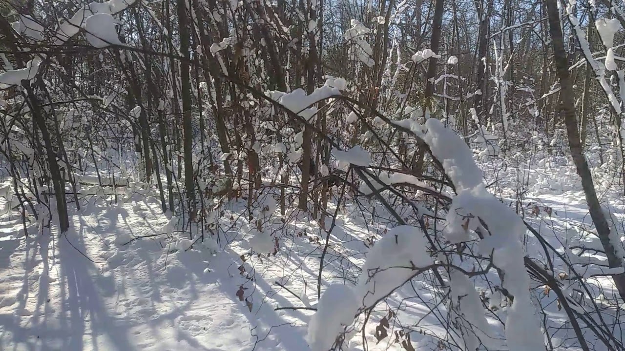TBT #44 - The Daniel Ricketson Nature Trail (Snowy Revisit) · New ...