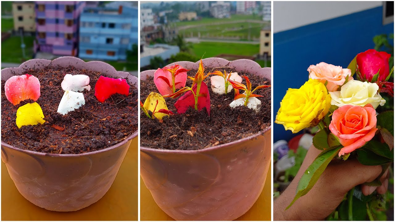 Rose propagation from Petals. Best method for grow Rose by petal - YouTube