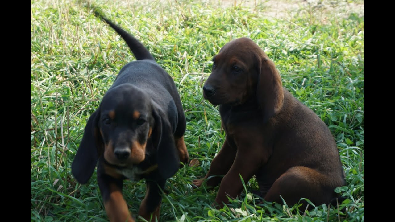 Amazing mix of Coonhound puppies available for adoption at River Styx ...