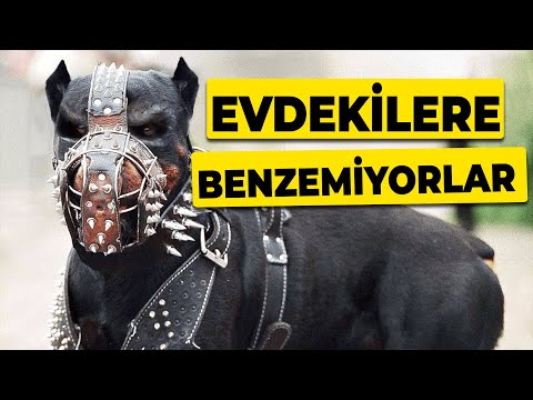 Soyu Tükenmiş 13 Köpek Irkı