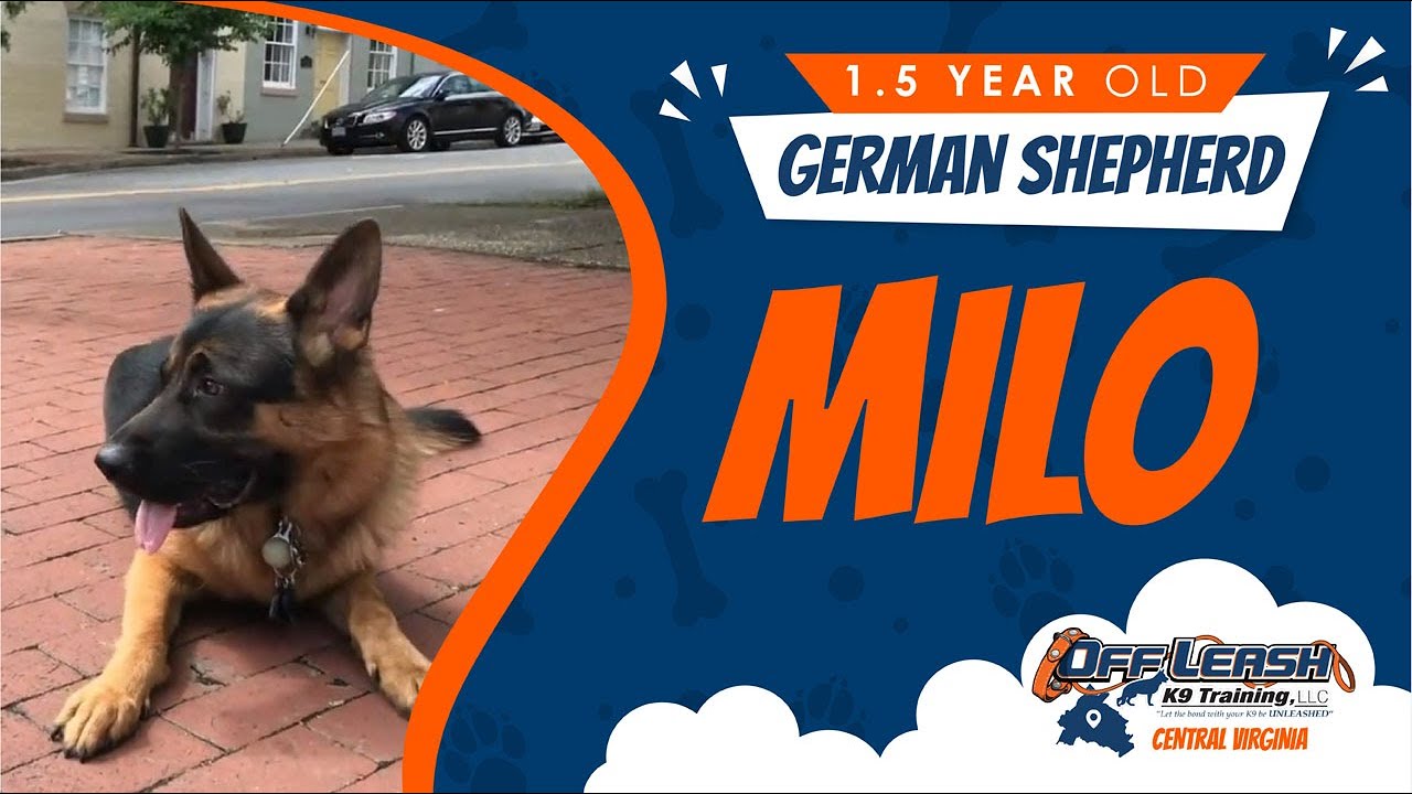 1.5 yo German Shepherd (Milo) Before & After Video - YouTube