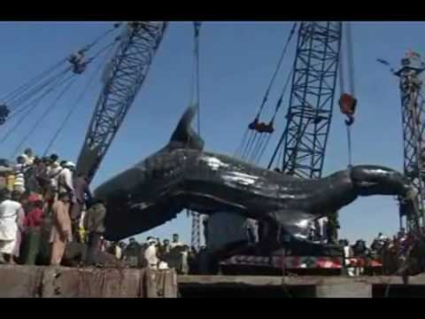 40-Feet Long Shark fish found in Karachi Beach 07-02-2012 - YouTube