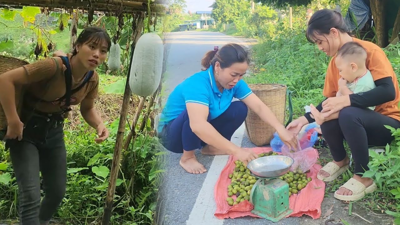 Full video of 20 days of fruit harvesting and selling at Ly Phuc Loc ...