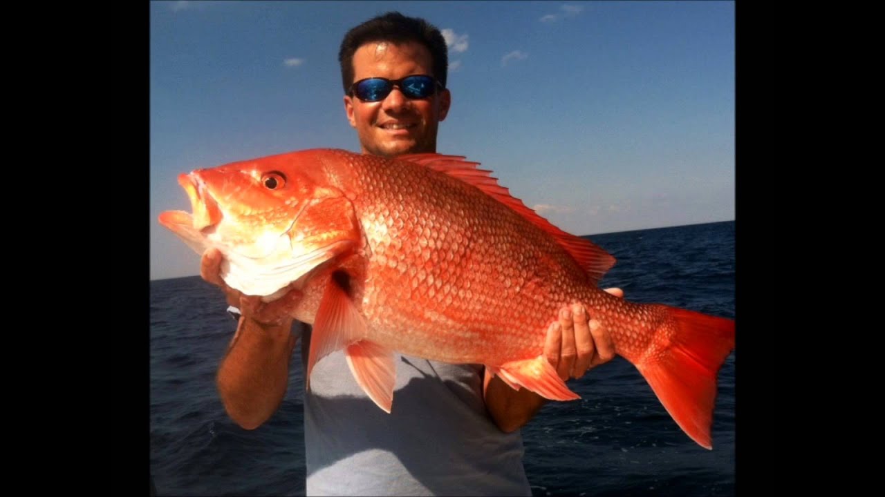 Red Snapper, Grouper, Amberjack | Fisheye Sport Fishing | Clearwater ...