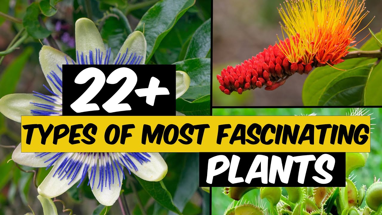 24 Types of Most Fascinating Plants - The Planet of Greens - YouTube