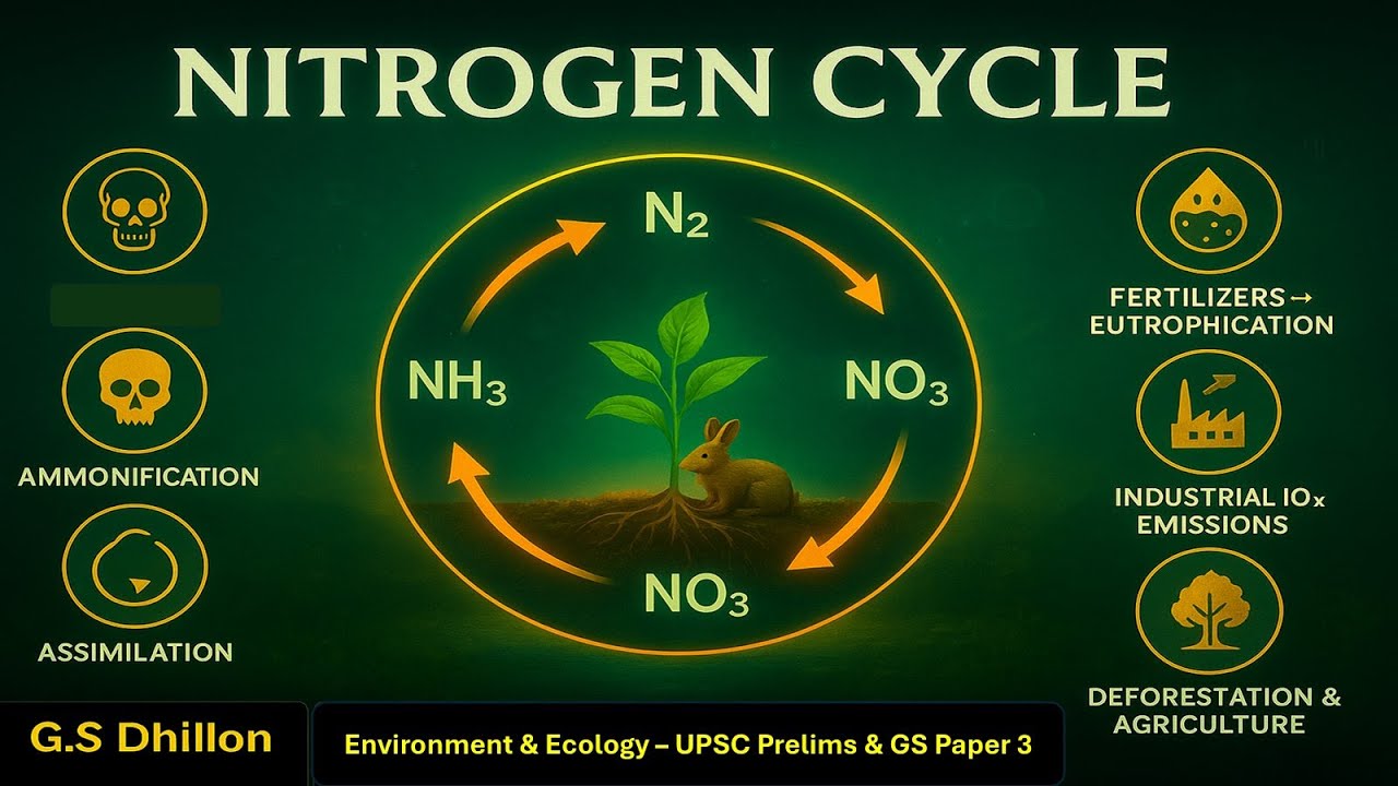 E13 - Nitrogen Cycle || Steps, Importance & Human Impact || Ecology ...