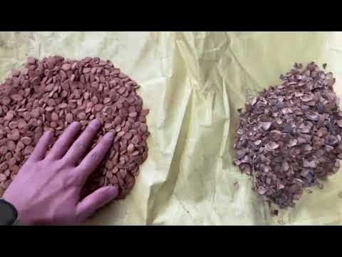 AMD InGaAs Sorting Machine for Walnut and Almond Nut - YouTube