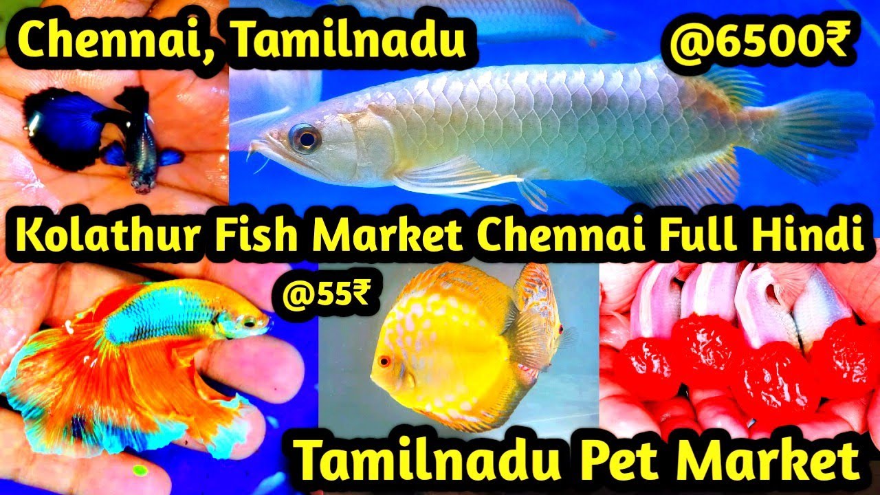 Kolathur Fish Market !! Kolathur Fish Market Chennai !! Kolathur Fish ...