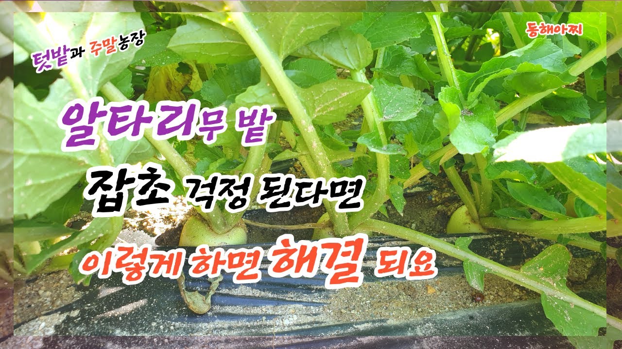 알타리무 쉽게 키우기와 심는 시기, 관리 방법.Growing Altari radish fields without worrying ...