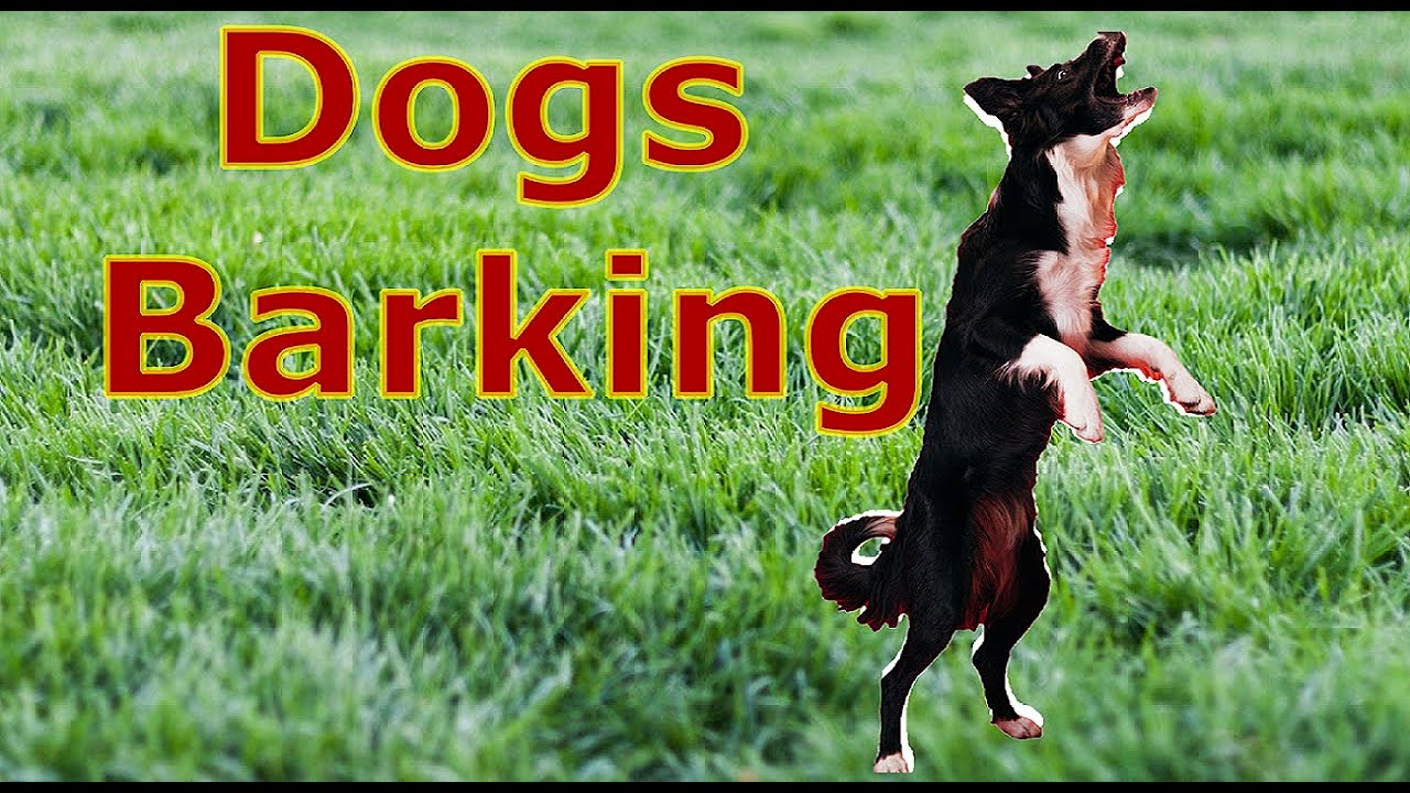 Group of Dogs Barking at Night HD | Dog Barking at Night Sound - YouTube