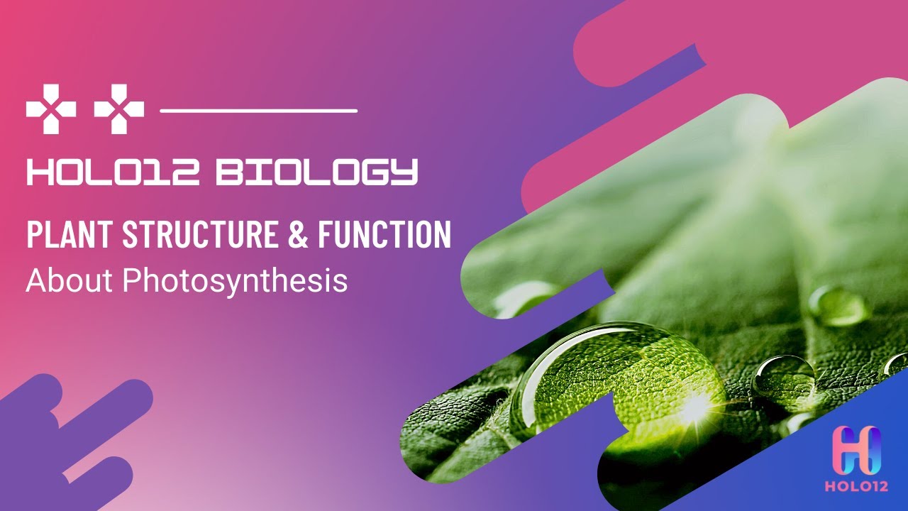 About Photosynthesis - Plant Structure and Function - YouTube