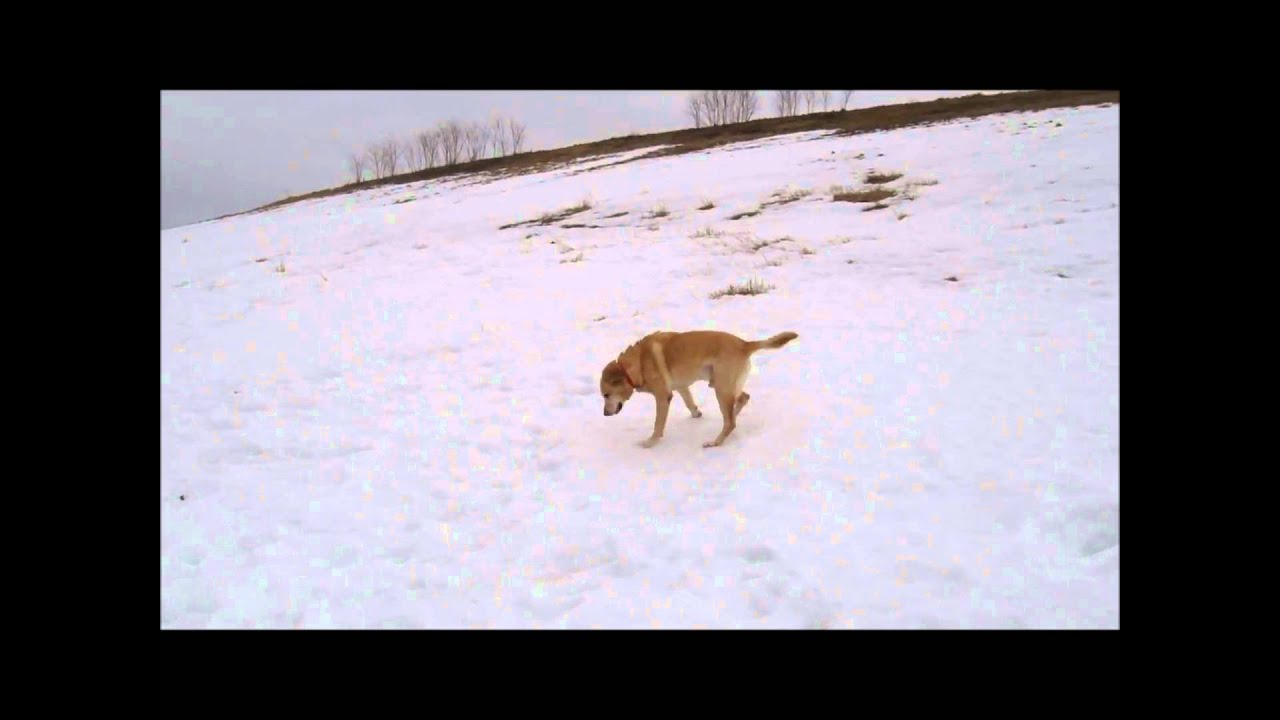gnarly dog - YouTube