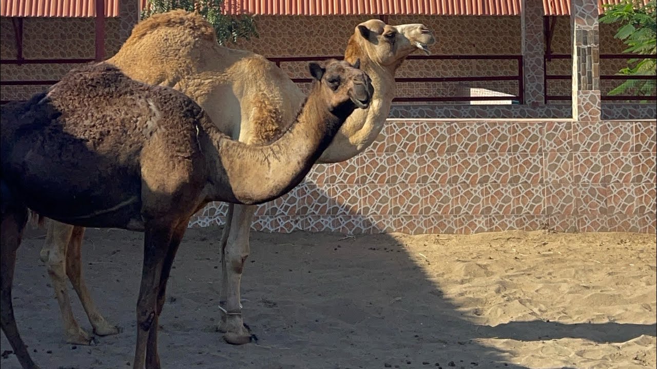 AL NOMAN ZOO BARKA, OMAN | #zoo #oman #animals #naturelovingwoman # ...