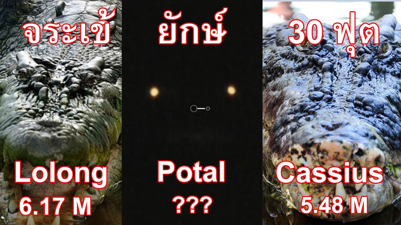 โลลอง (Lolong) จระเข้ยักษ์ที่ใหญ่ที่สุดในโลกอาจไม่ใช่ฆาตรกรกินคน แต่ ...