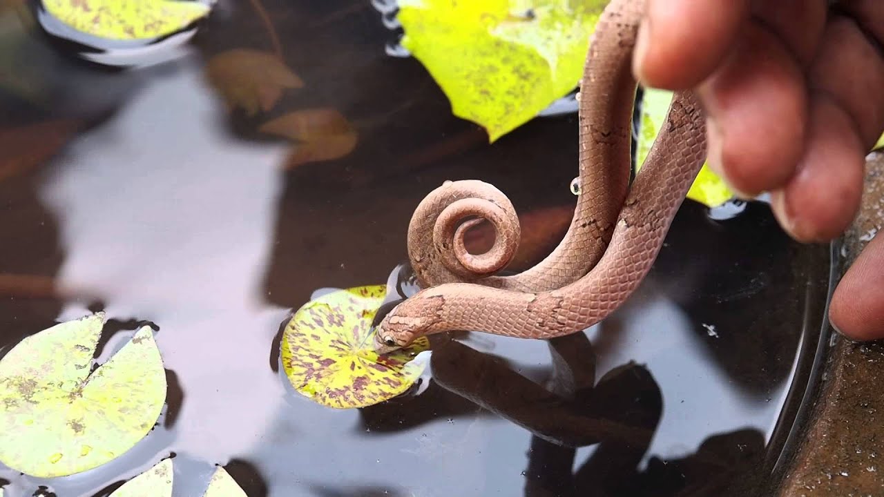 Common Kukri drinking water - YouTube