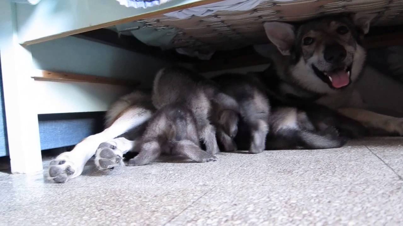 Cuccioli Tala, allatta sotto il letto - YouTube