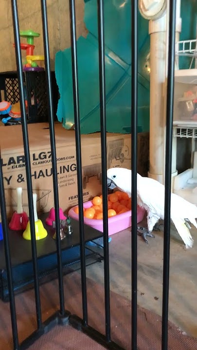 Cockatoo steals mom's sponge, and makes a new mess - YouTube