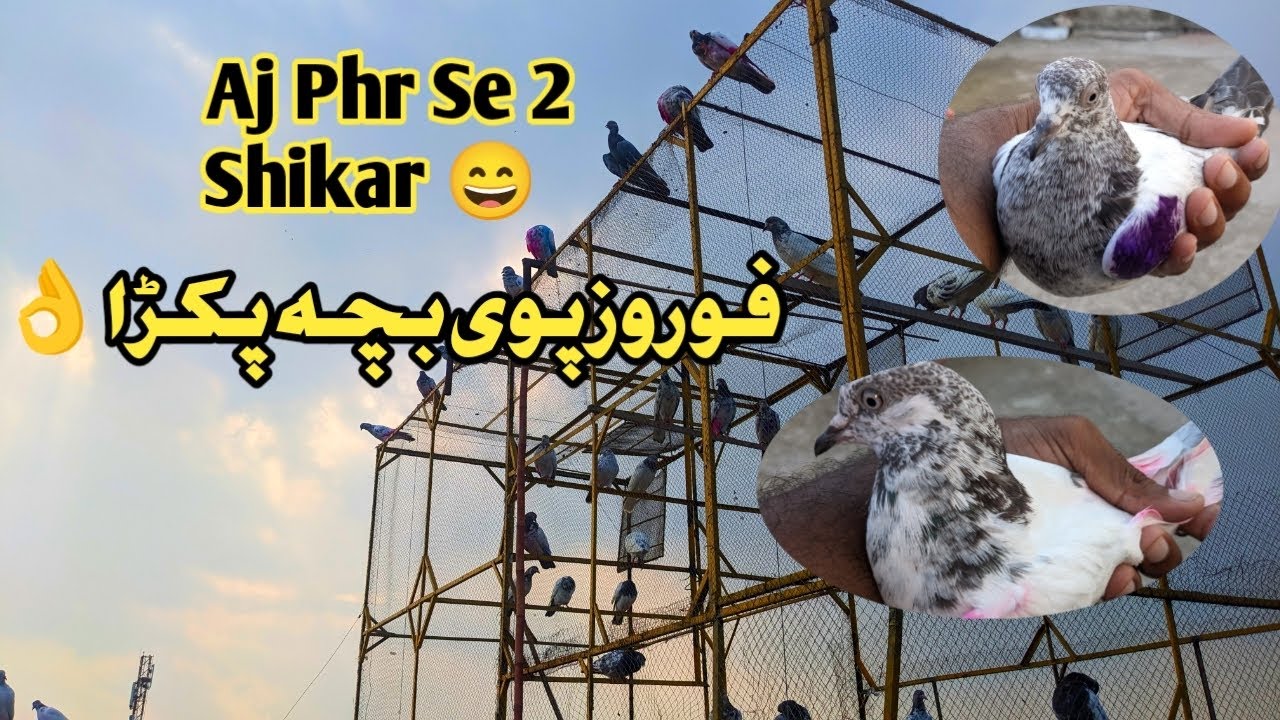 Feeozpuri Baby Pigeon Pakra 👍 Aj Phr Se 2 Shikar 😄😁 - YouTube