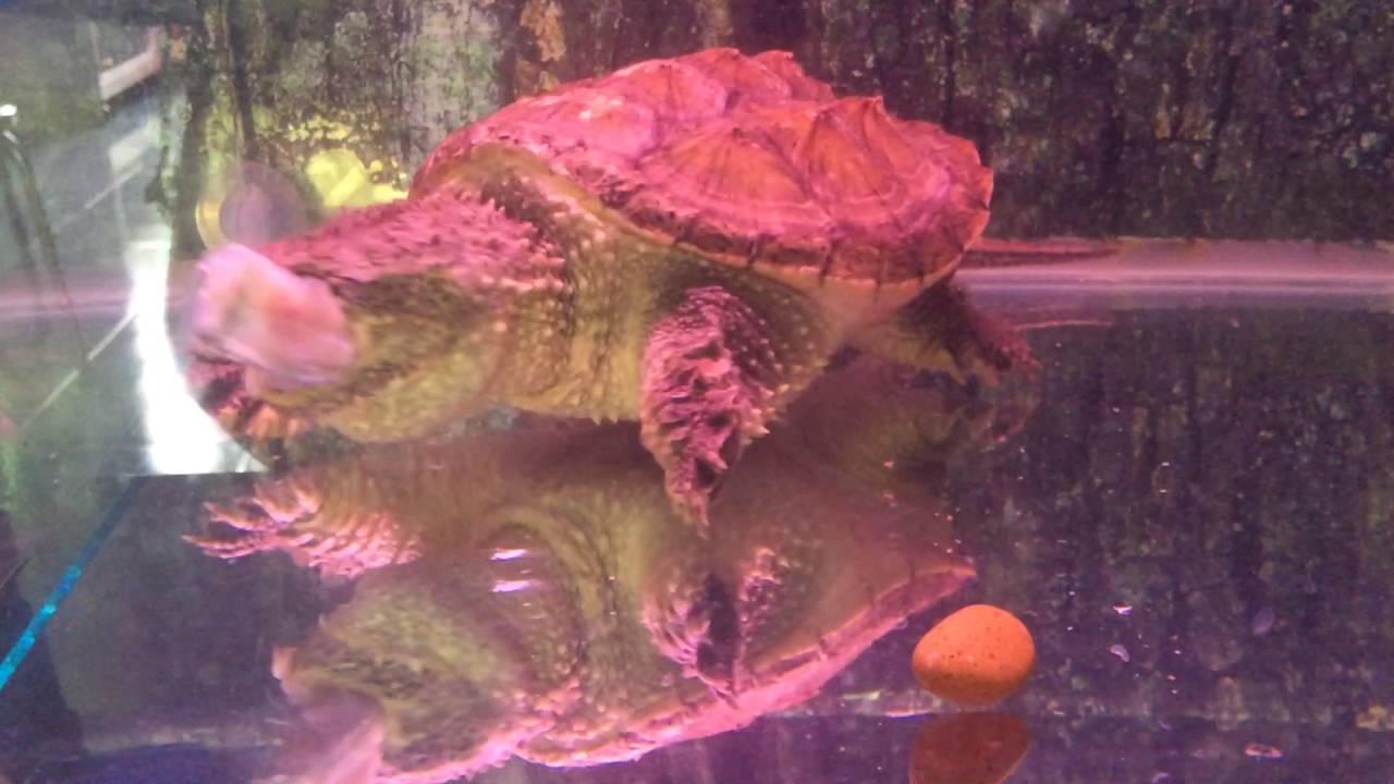 Snapping turtle eat frog - YouTube