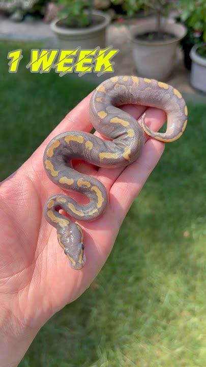 Ball Python COLOR TRANSFORMATION🔥 GHI YB Hypo - YouTube