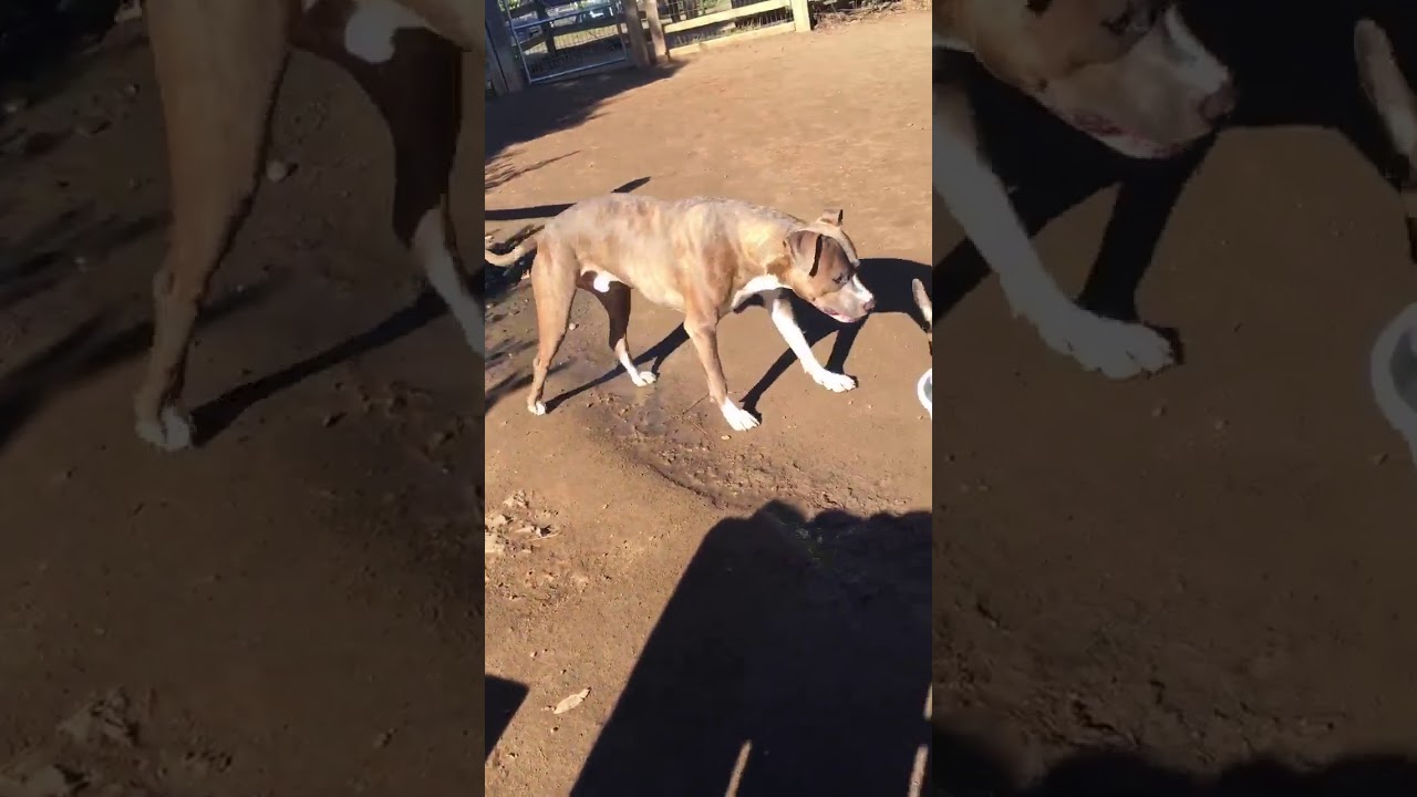 Remy walking stiffly - YouTube