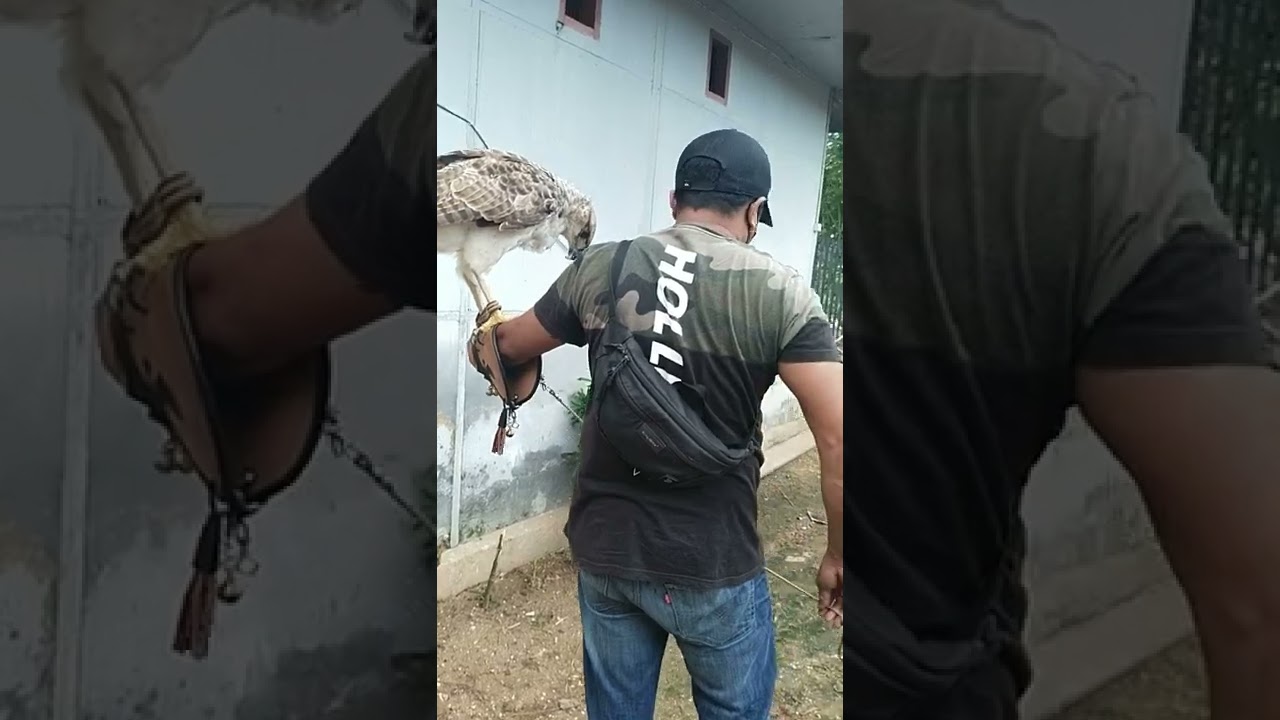 cengkraman burung rajawali papua / elang harpy papua . - YouTube