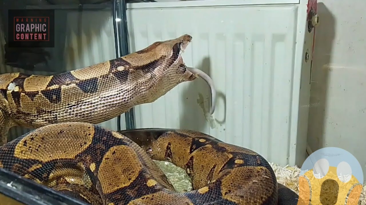 Boa Constrictor Full Feeding | First VIDEO In Nearly a Year!! - YouTube
