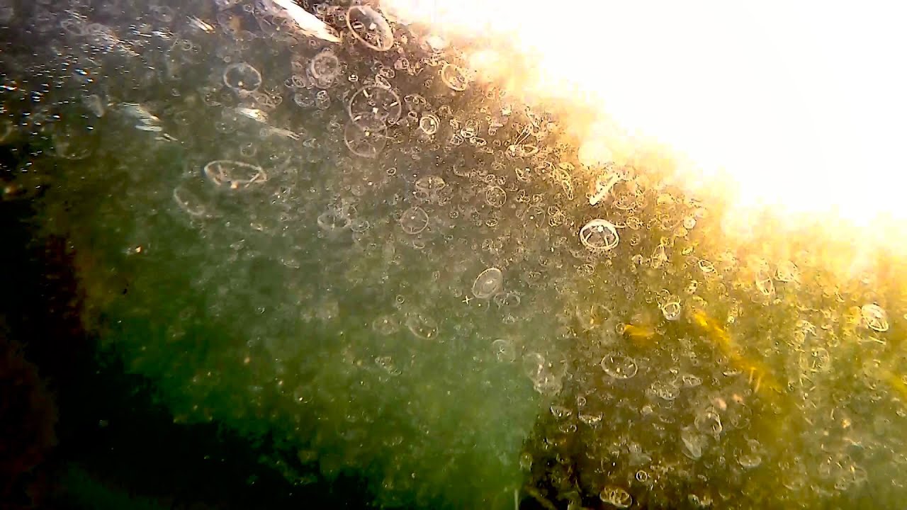 Weekend Spearfishing Neah Bay and Line Diving Lake Crescent - YouTube