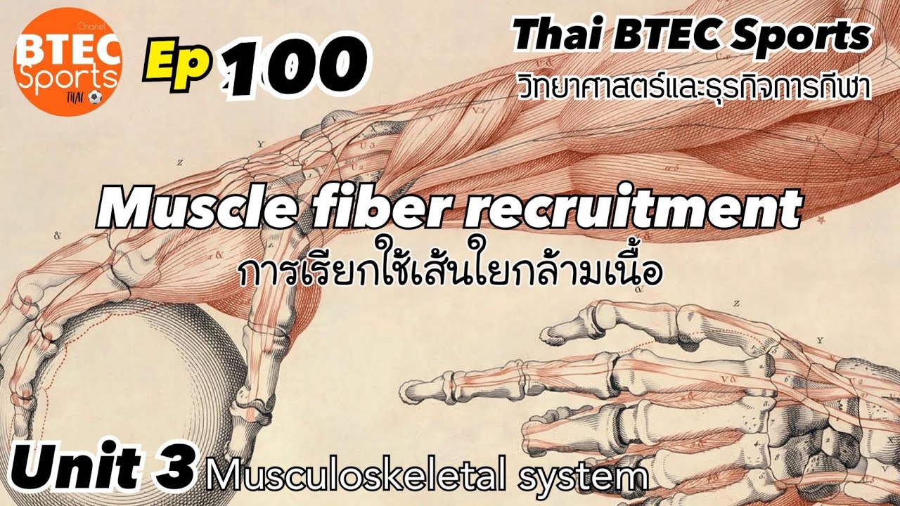 Ep. 100 Muscle fiber recruitment การเรียกใช้เส้นใยกล้ามเนื้อ - YouTube