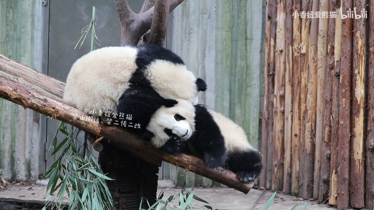 Hehua:Let's hug each other~ - Panda Hehua & Heye - YouTube