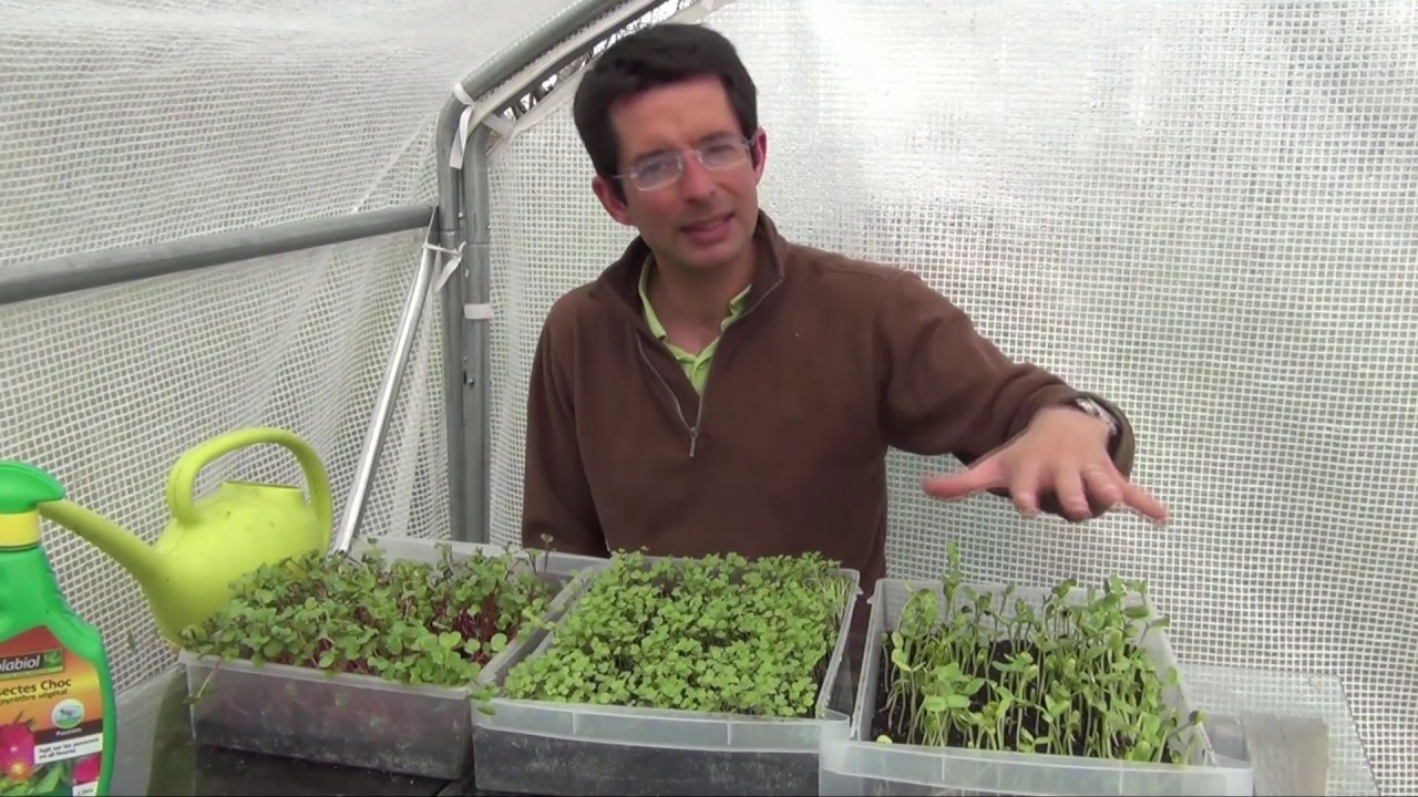 Comment faire ses micro pousses maison - faire ses micro-pousses ou ...