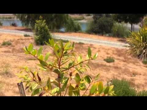 Rare Trees at Quarry Lakes - YouTube