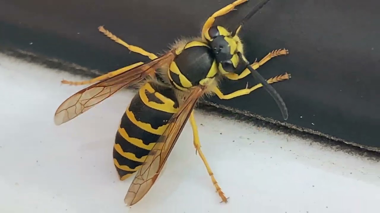 Yellow Jacket up close - YouTube