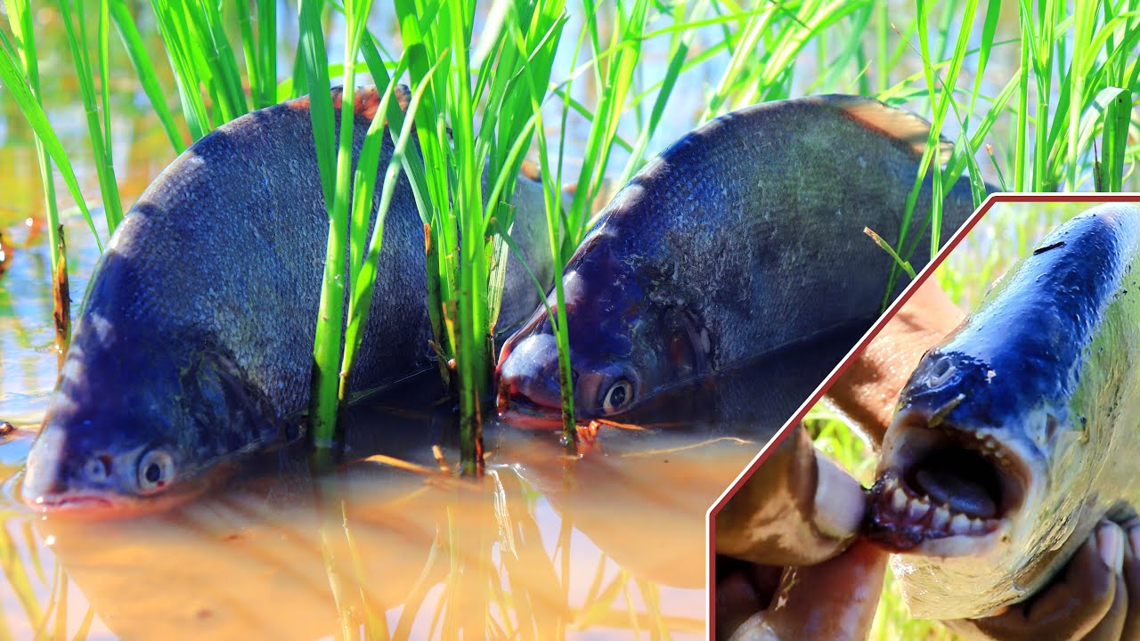 TOP Amazing Fishing! My Uncle Finding & Catching A Lot Of Big Fish in ...