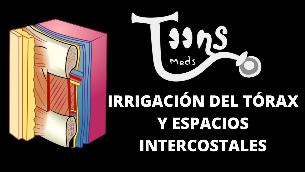 Repaso: Tórax 2 IRRIGACIÓN DE LA PARED Y ESPACIOS INTERCOSTALES ...