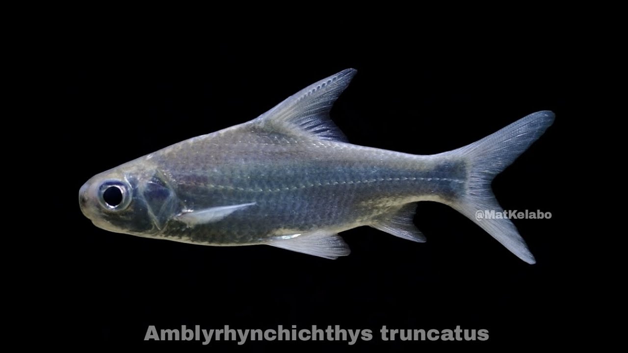 Amblyrhynchichthys truncatus @ Short-faced Barb/Tempuling (Malaysia ...