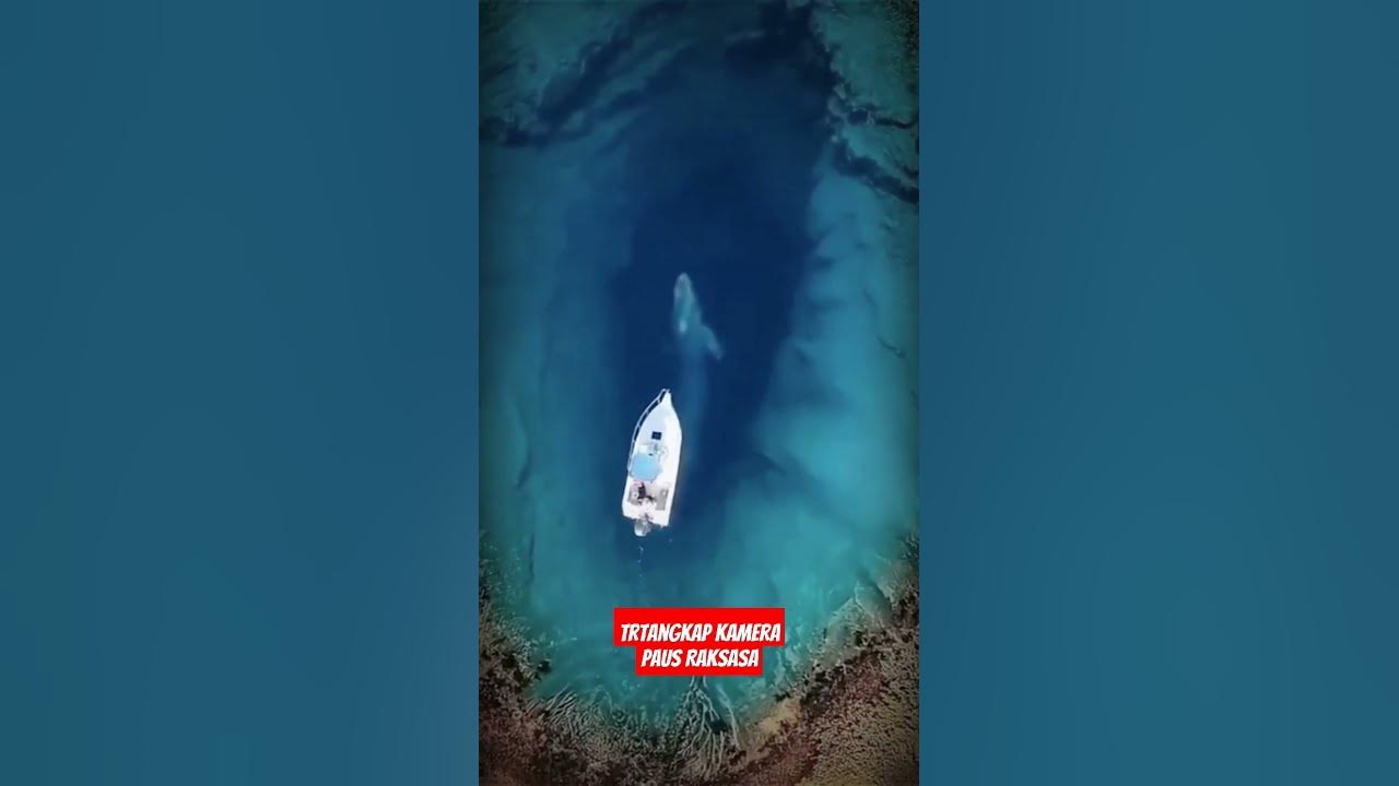 Giant Whale Caught On Drone Camera Youtube