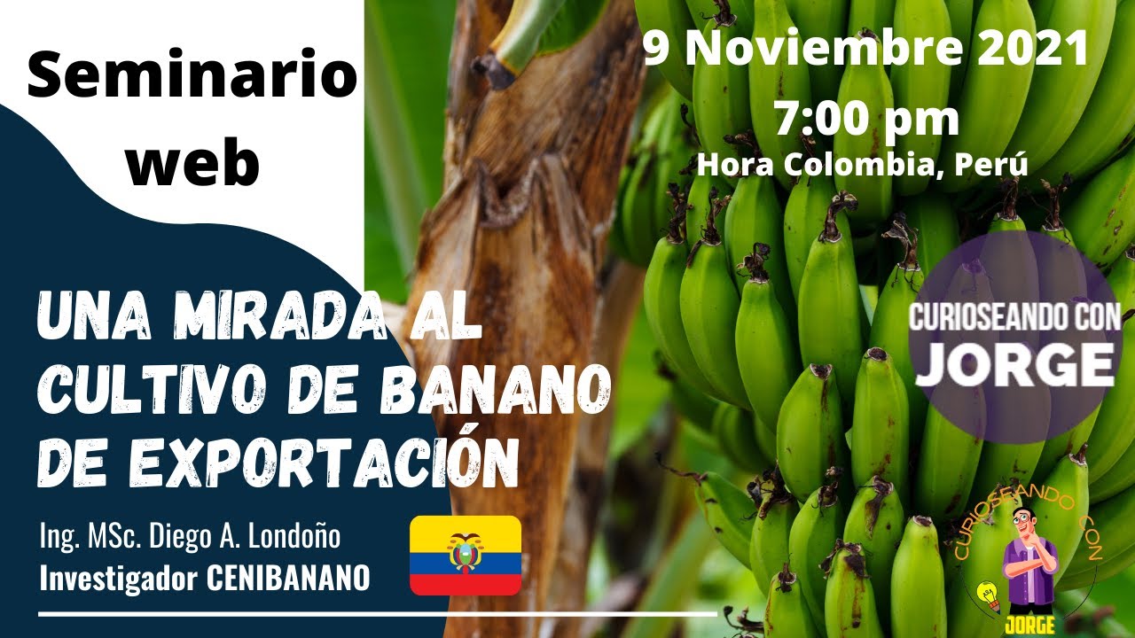 Aprende sobre el cultivo de BANANO DE EXPORTACIÓN 🍌 - Una Mirada ...