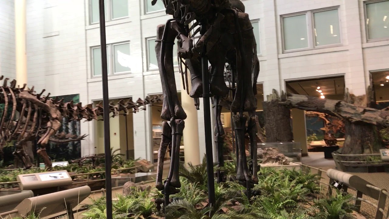 Carnegie Diplodocus skeleton walk-around - YouTube