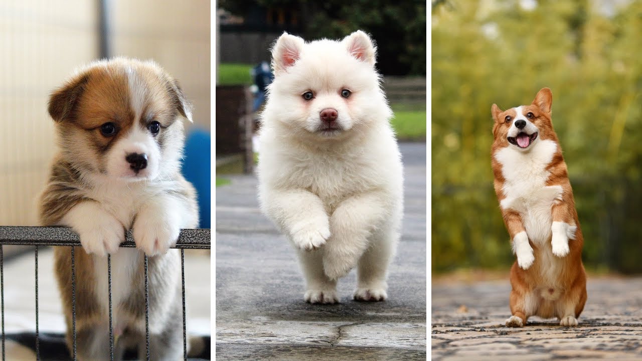 Funny Dog Moment😀 | Cute Dog Moment🐶 | Dog Funny Video 2021 - YouTube