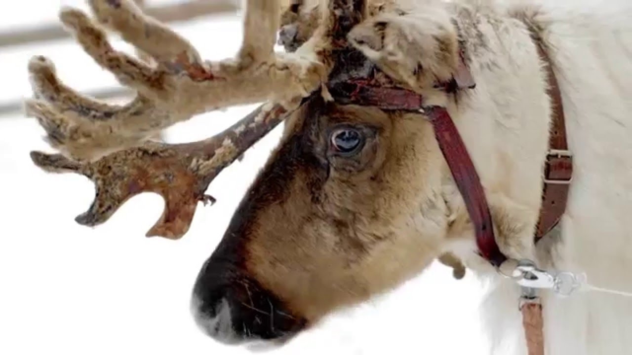 PNP Christmas Eve Message - YouTube