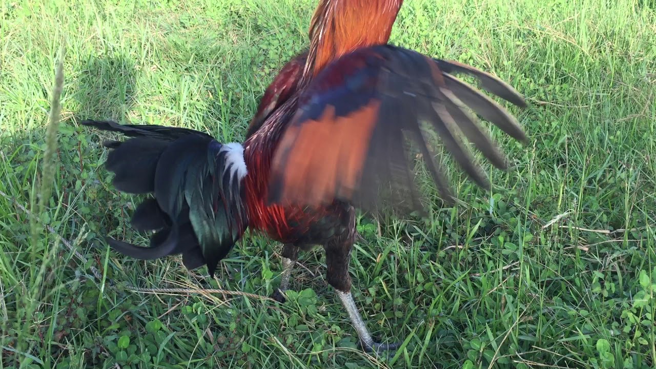 One of my favorate Lines..High Action Hatch of Circle L GF - YouTube