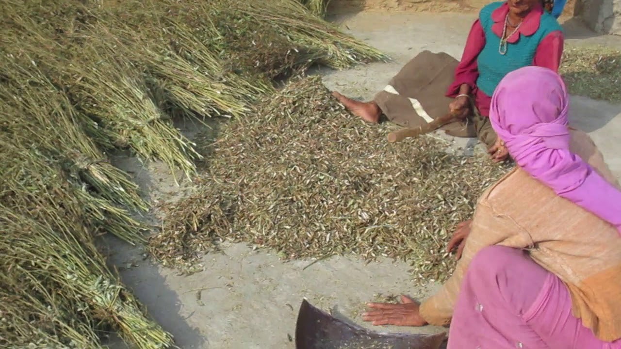 Threshing and winnowing - YouTube